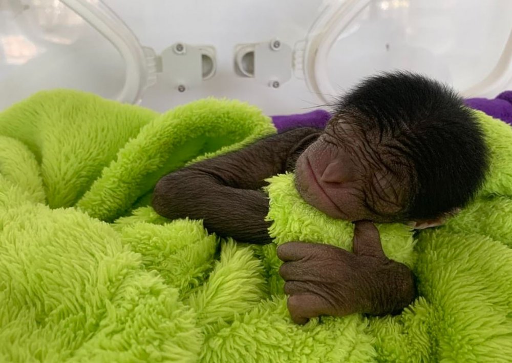 Çin’de 650 gramla dünyaya gelen minik maymuna rekor beğeni